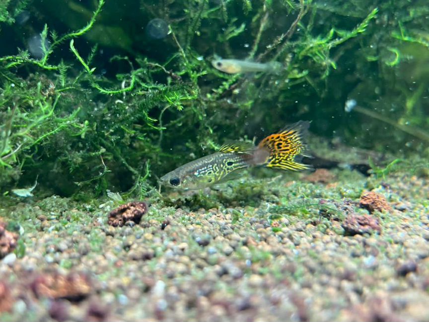 Рыбки гуппи