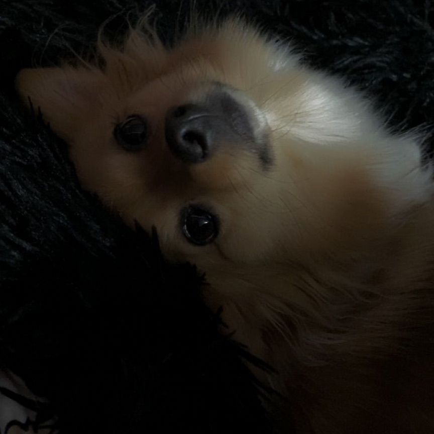 Продам собаку маленькую