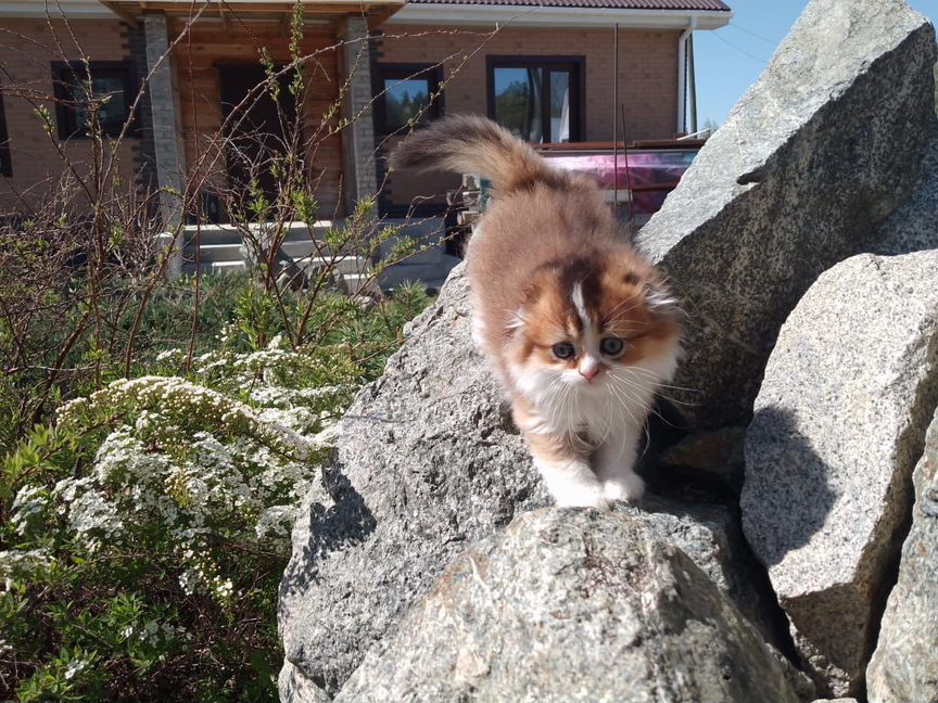 Шотландские вислоухие котята