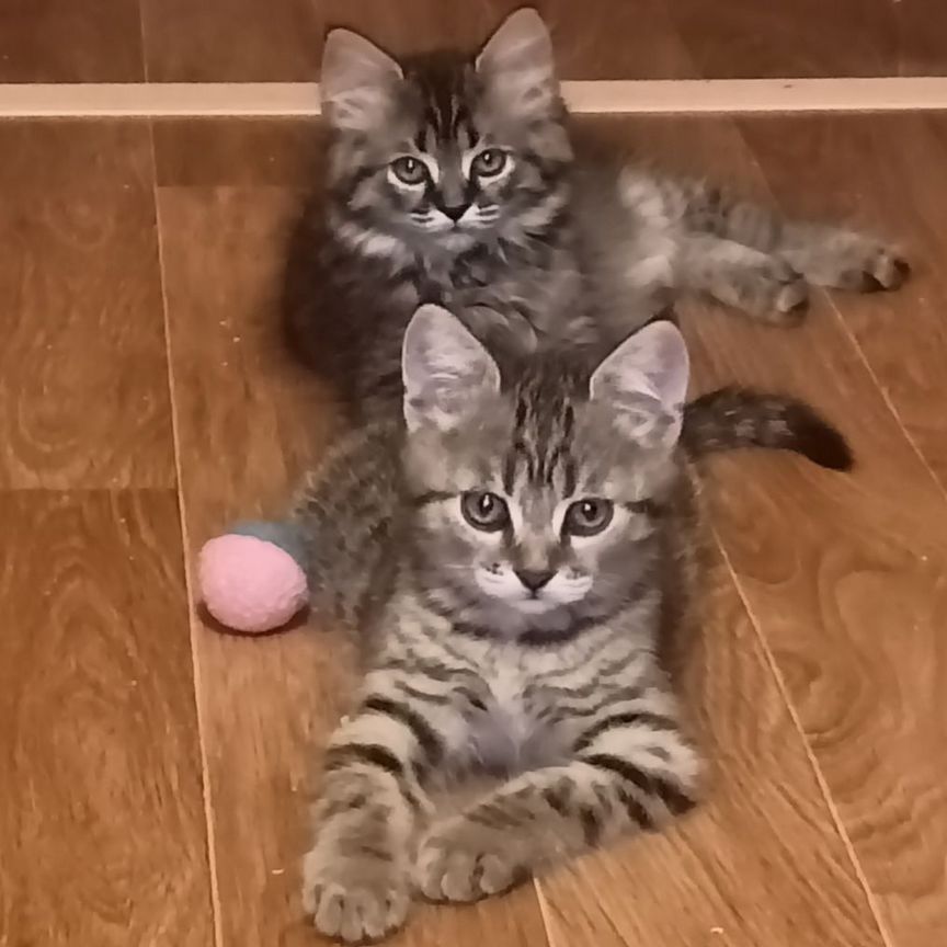Найдены котята