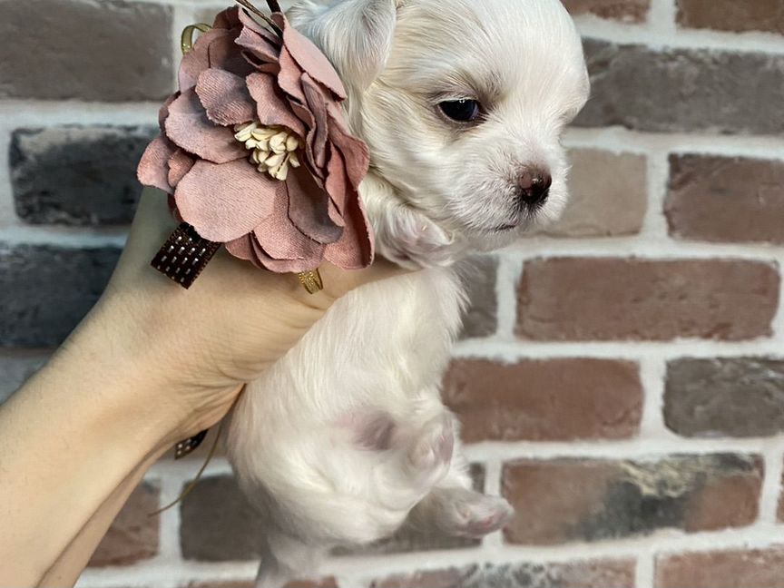 Мальтийская болонка мини(осталась microдевочка)