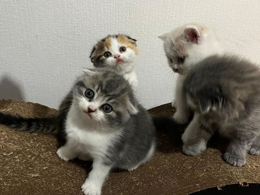 Шотландские вислоухие котята