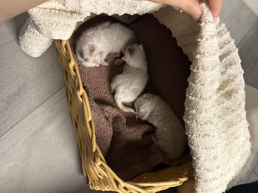 Котята в добрые руки