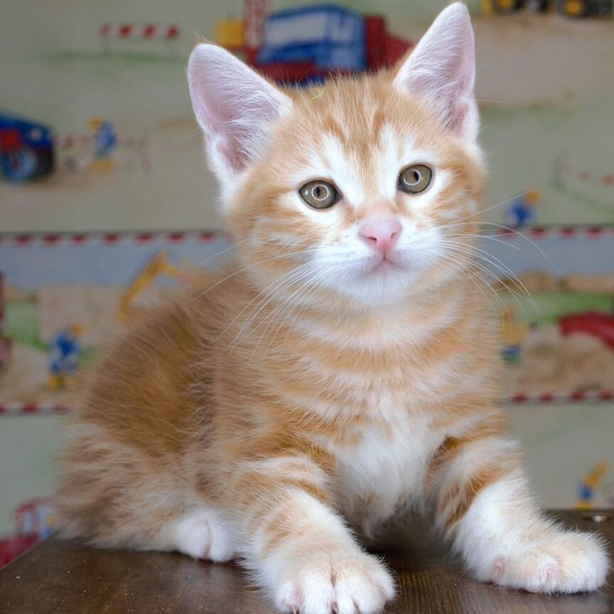 Курильский бобтейл короткошёрстный котёнок