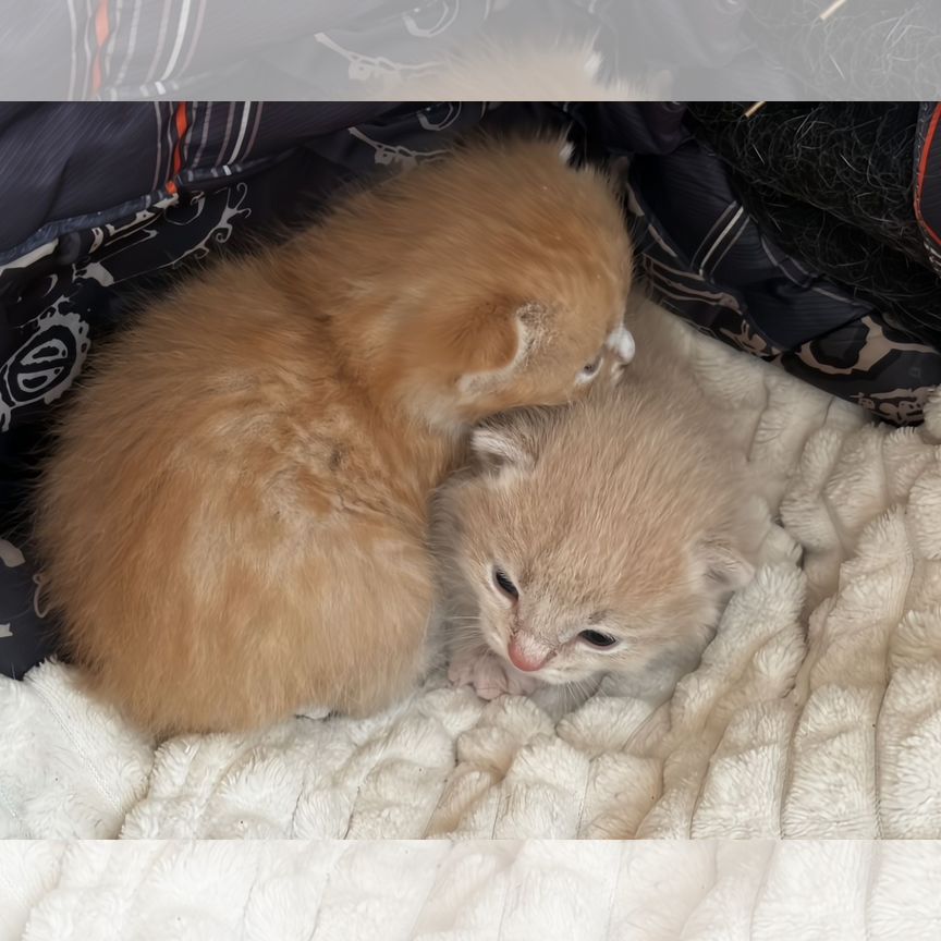 Ориентальный котёнок