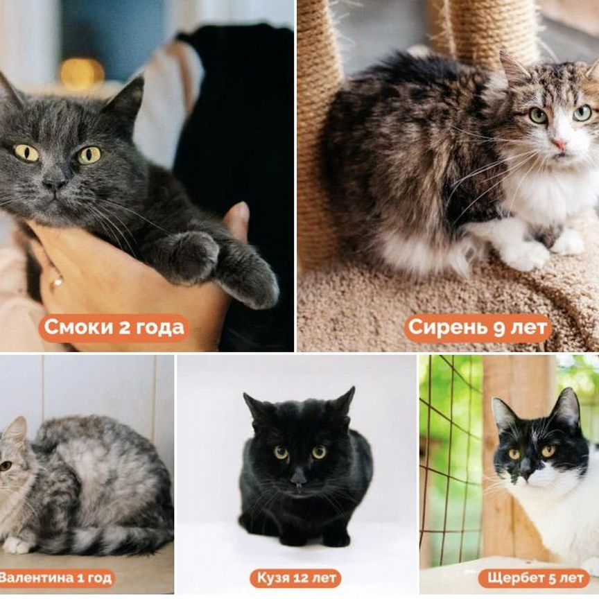 30 кошек из приюта ищут дом бесплатно в добрые
