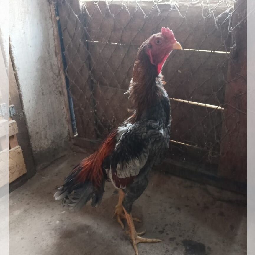 Бойцовые петухи Хинты и бразильцы не микс