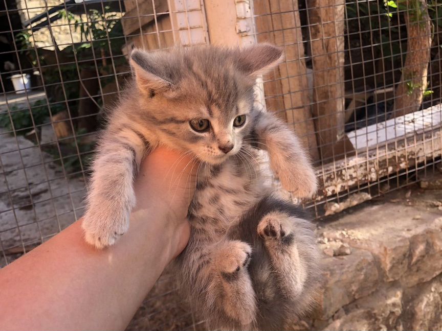 Котята шатланские