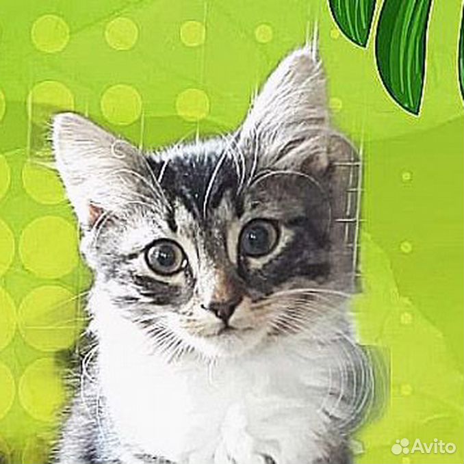 Котенок-девочка, пушистая серо-белая полосатая