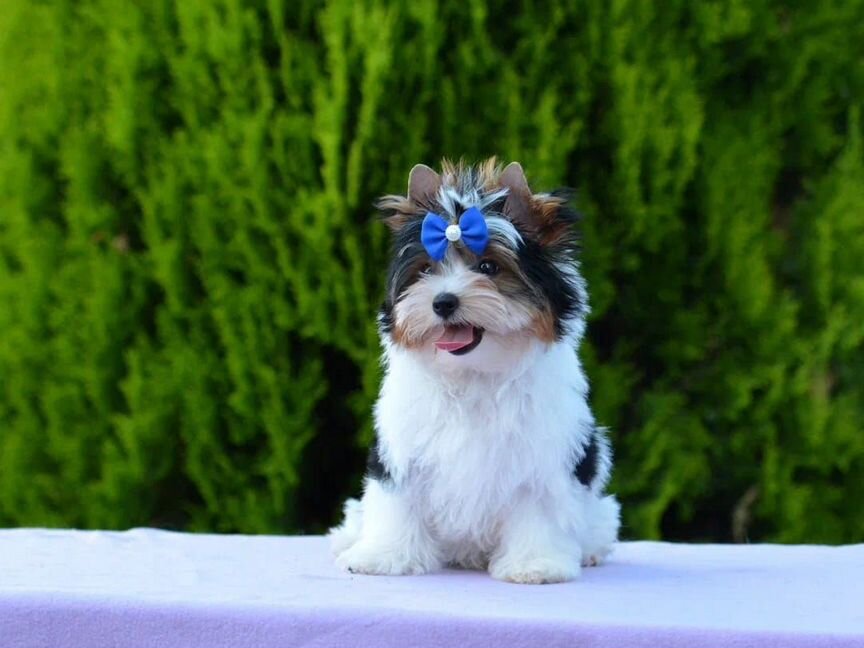 Красавчик Бивер