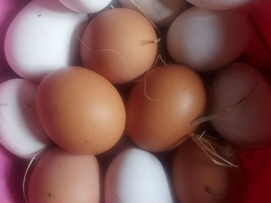 Куриное инкубационное яйцо