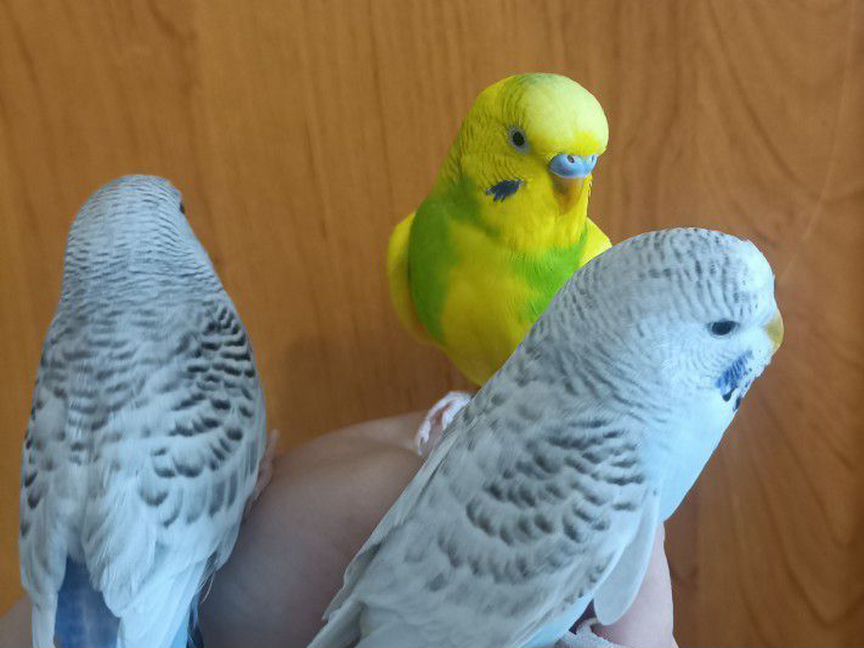 Волнистые попугаи получехи, клетки