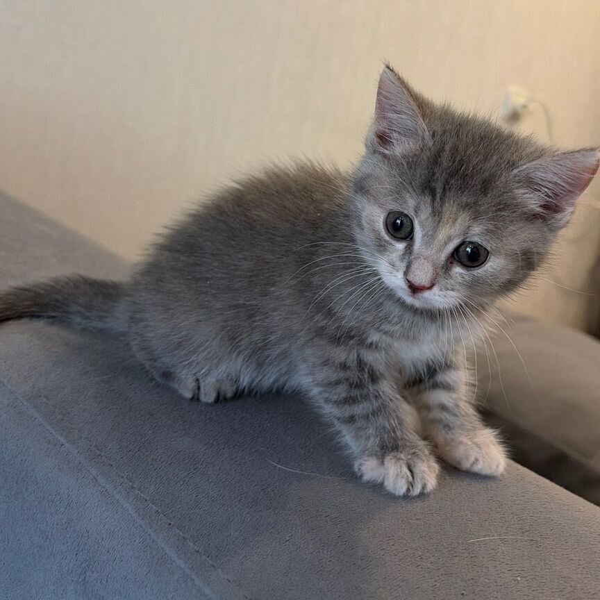 Котёнок от частного владельца
