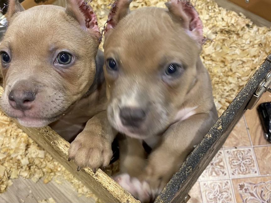 American bully