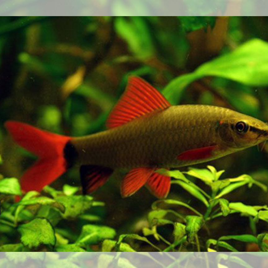 Лабео рыбка