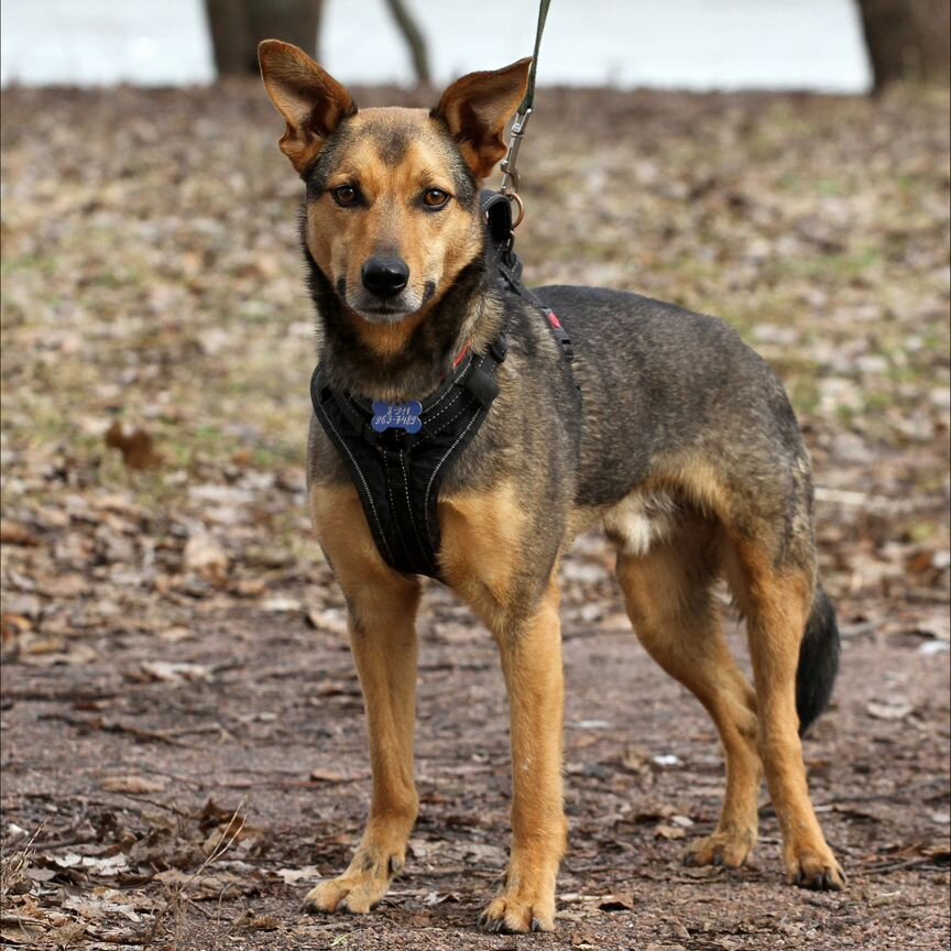 Замечательный песик ищет дом/передержку