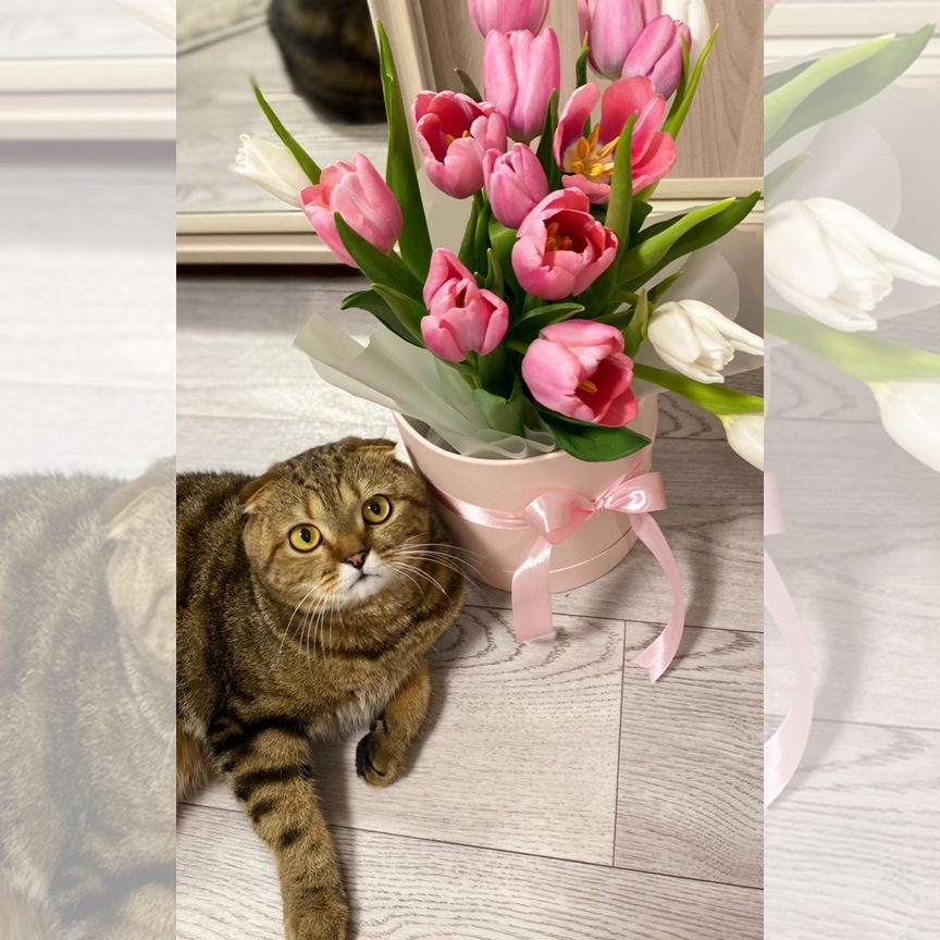 Шотландский вислоухий короткошёрстный, взрослый кот