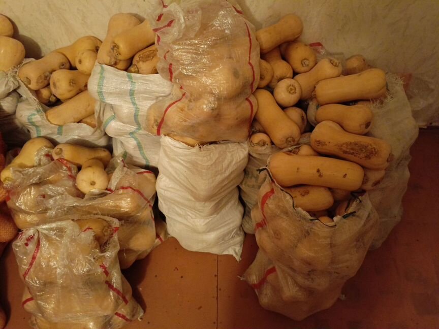 Тыква кормовая