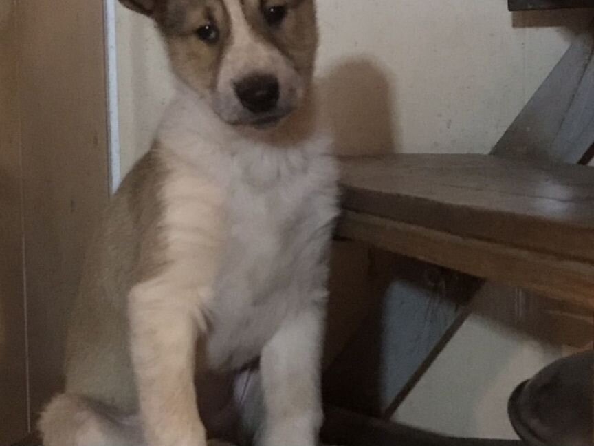 Щенок Марта ищет дом