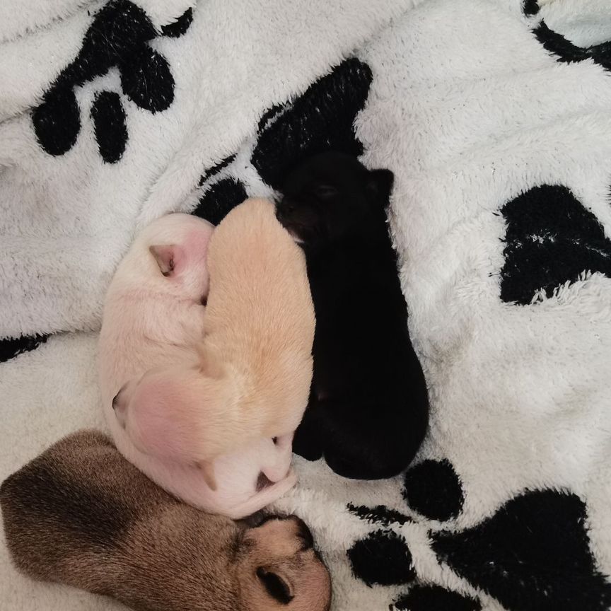 Щенки чихуахуа