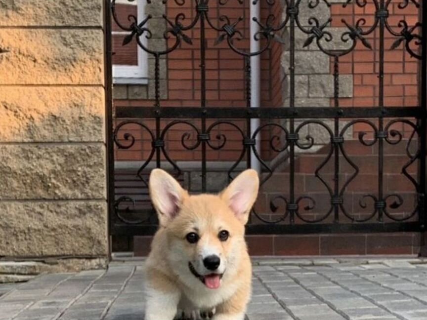 Вельш-корги пемброк