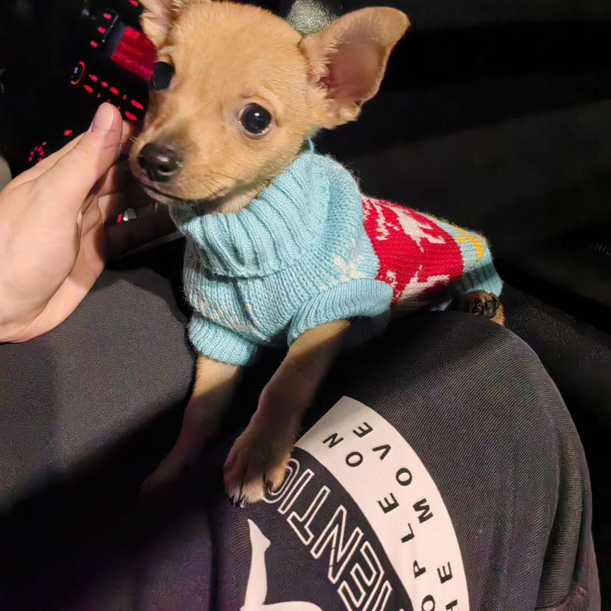 Той-терьер щенки