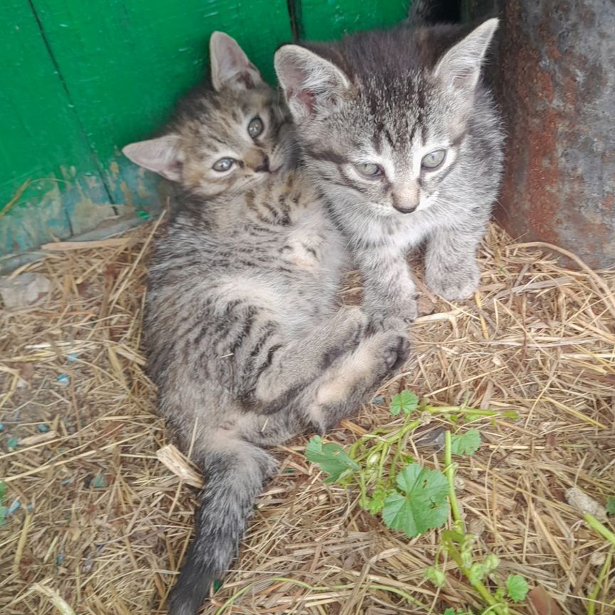 Котик и кошечка, 2 месяца, в добрые руки