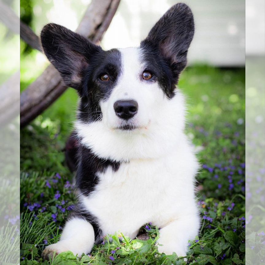 Вельш Корги Кардиган, щенок