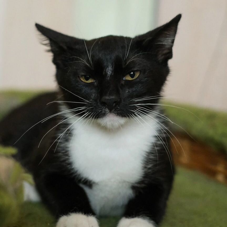 Котенок из приюта