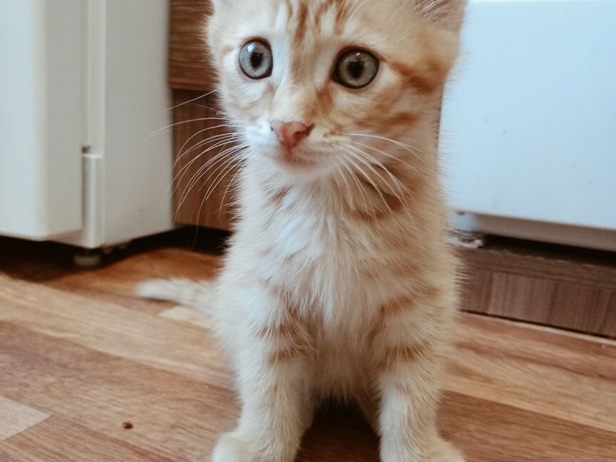 Рыжий котенок мальчик