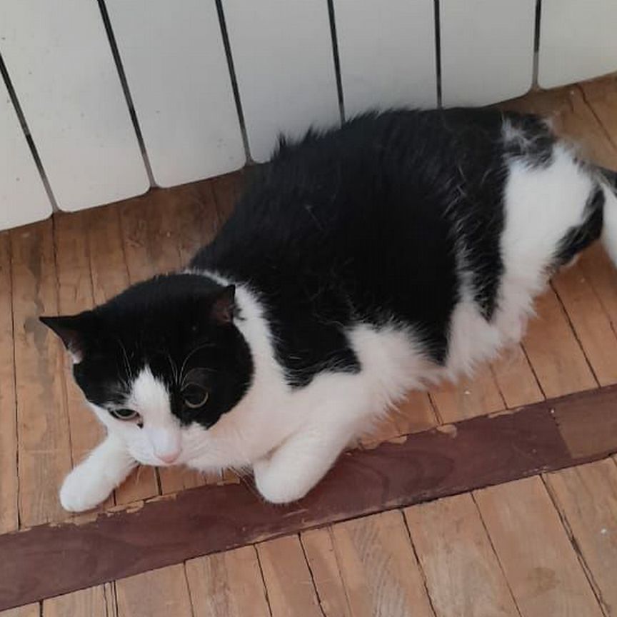 Котик Маркиз