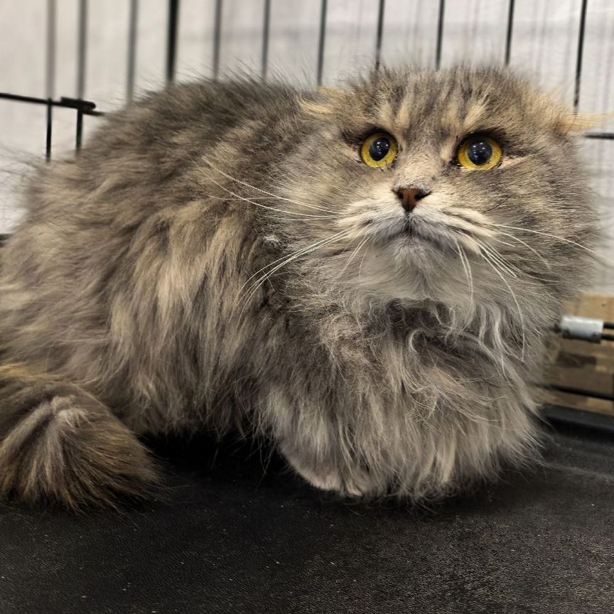 Шотландская вислоухая длинношёрстная, взрослая кошка