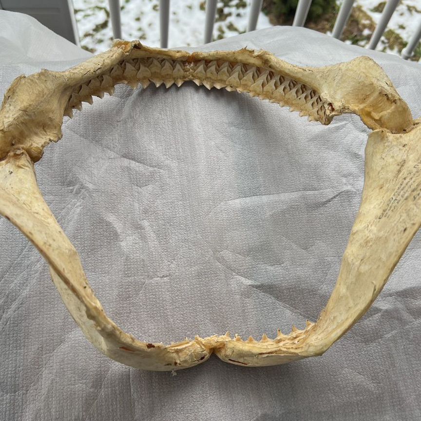 Челюсть белоперой рифовой акулы