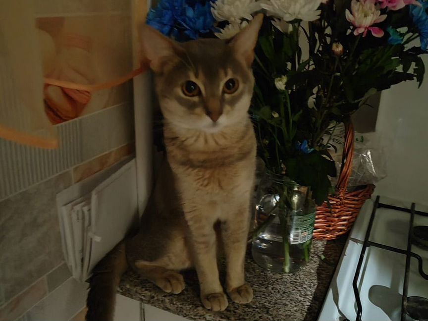 Абиссинский кот