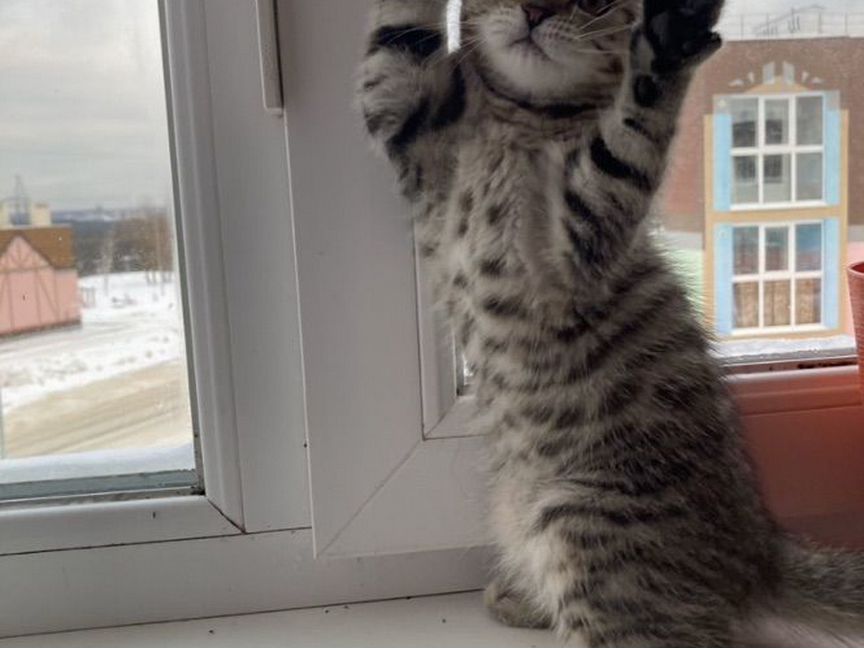 Шотландский вислоухий котик