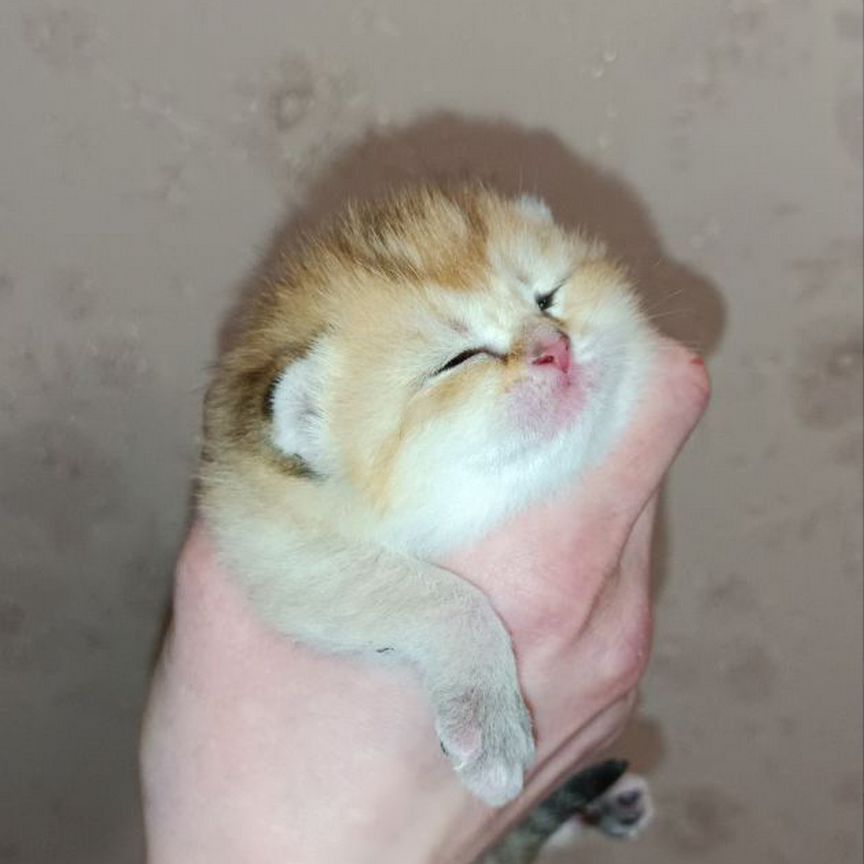 Котята золотая шиншилла