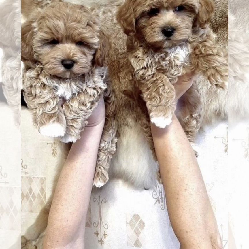 Мальтипу, щенок