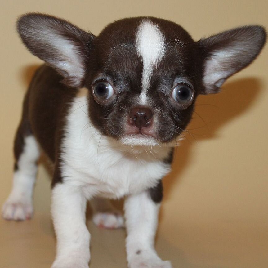 Чихуахуа, щенок
