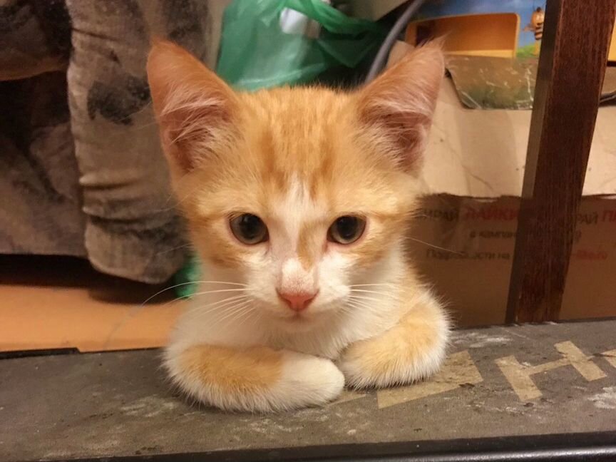 Котята
