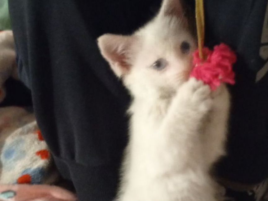 Кошка