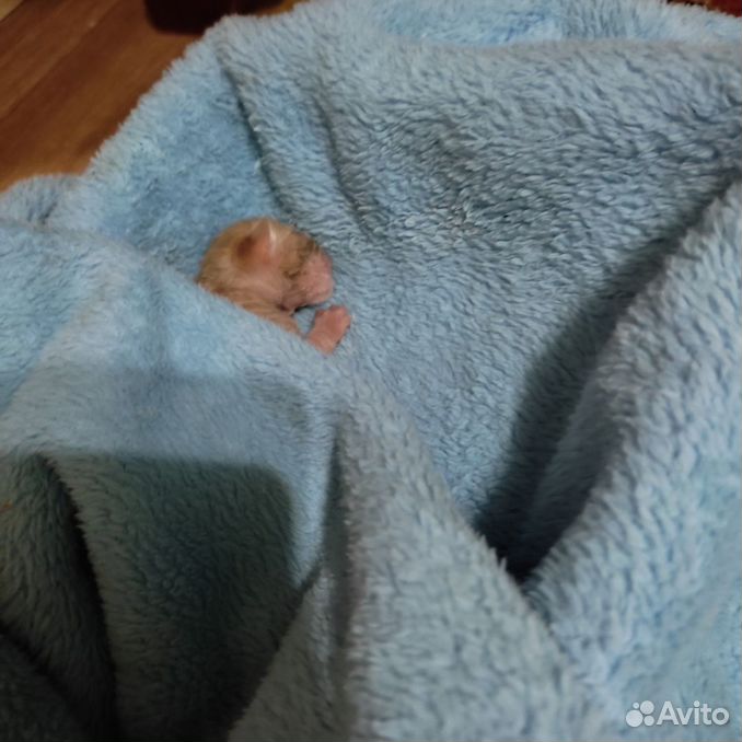 Новорожденный котёнок