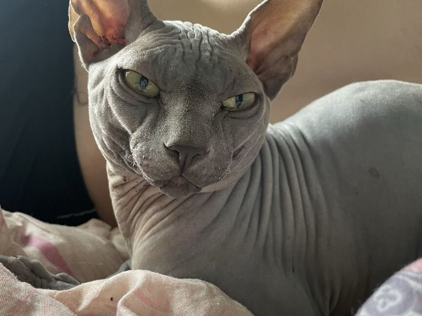 Сфинкс в добрые руки