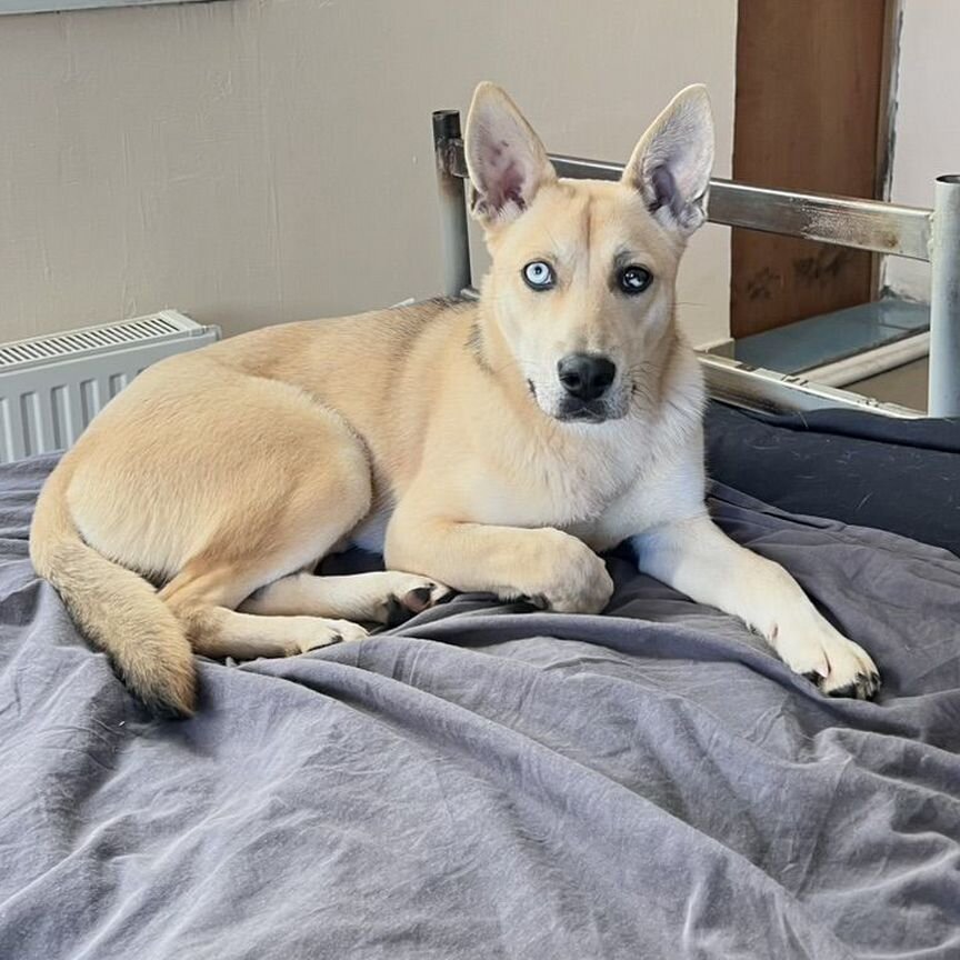 Сибирский хаски, щенок