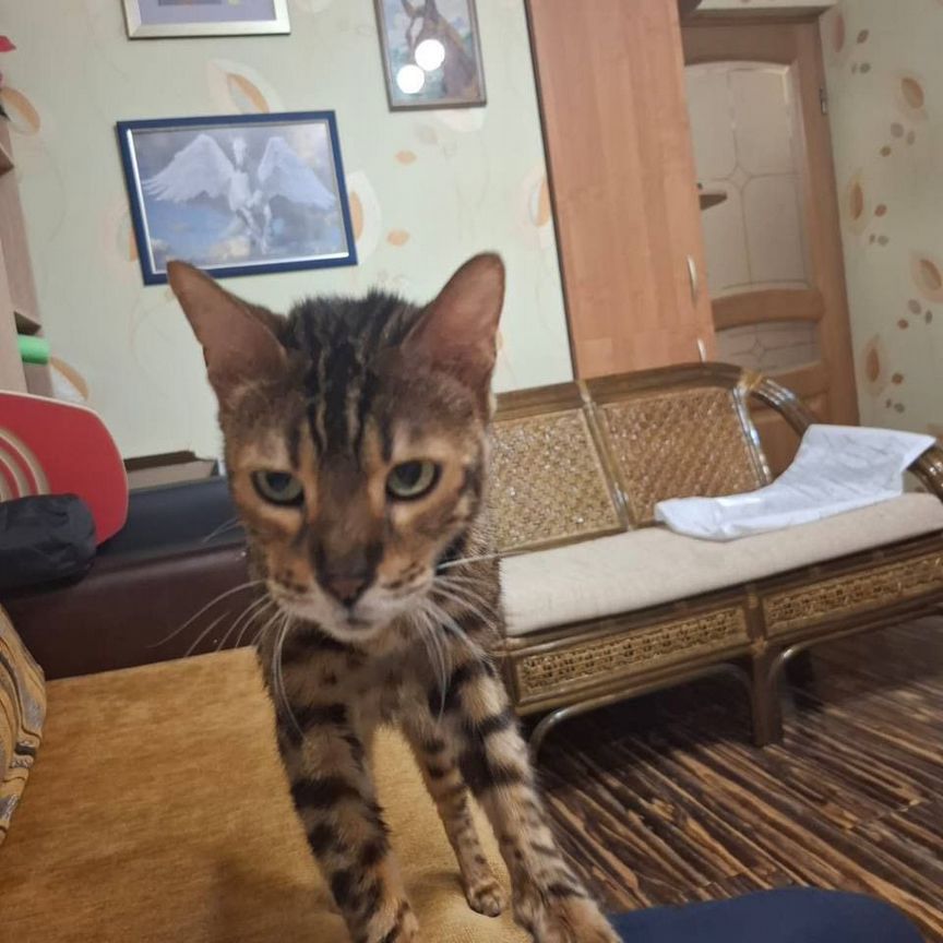 Бенгальского кота бросили, живет в тесной клетке