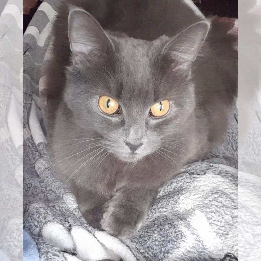 Мейн-кун, взрослая кошка