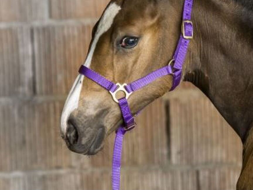 Недоуздок для жеребёнка новый