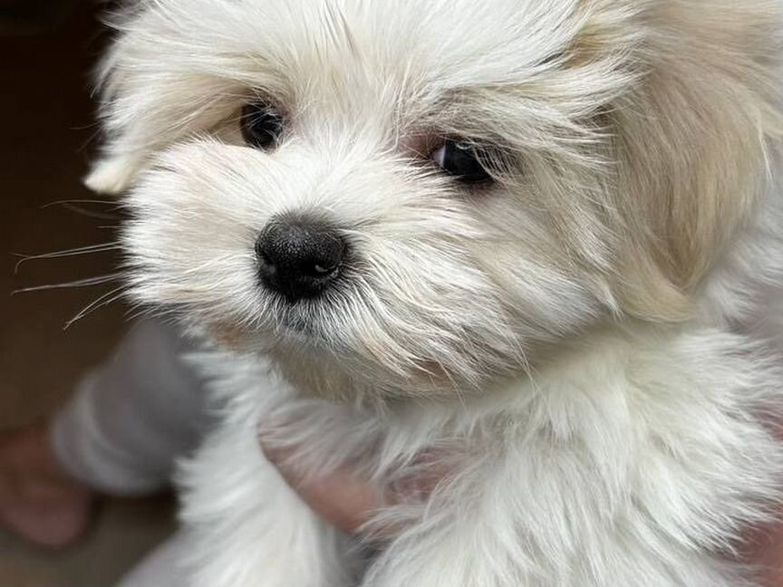 Мальтезе Корея РКФ