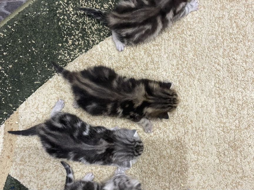 Котята шотландцы вислоухие