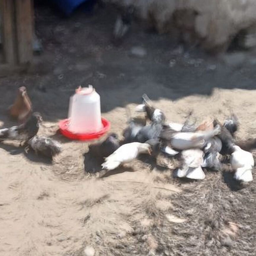 Серпастые голуби