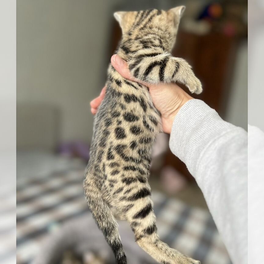 Бенгальские котята